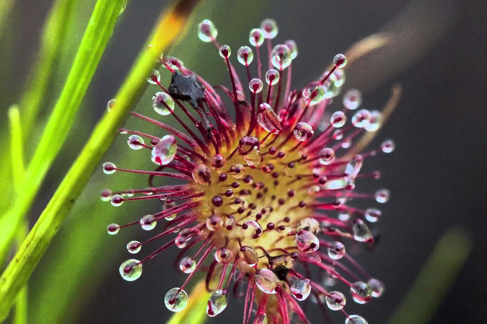 Bala Bog Monster Comes Home! - Muskoka Lakes Farm & Winery